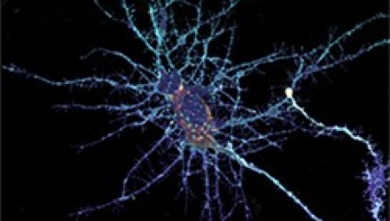 IGB Core Training | Core Facilities